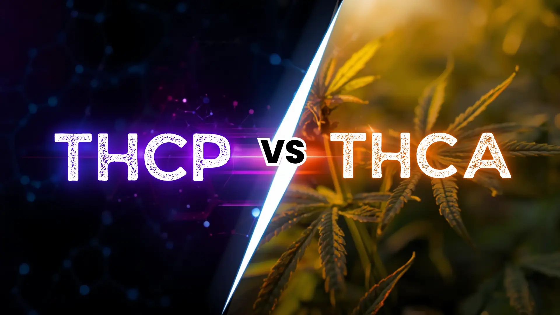 What Is THCP? Effects, Legality, and How Lost THC Uses It